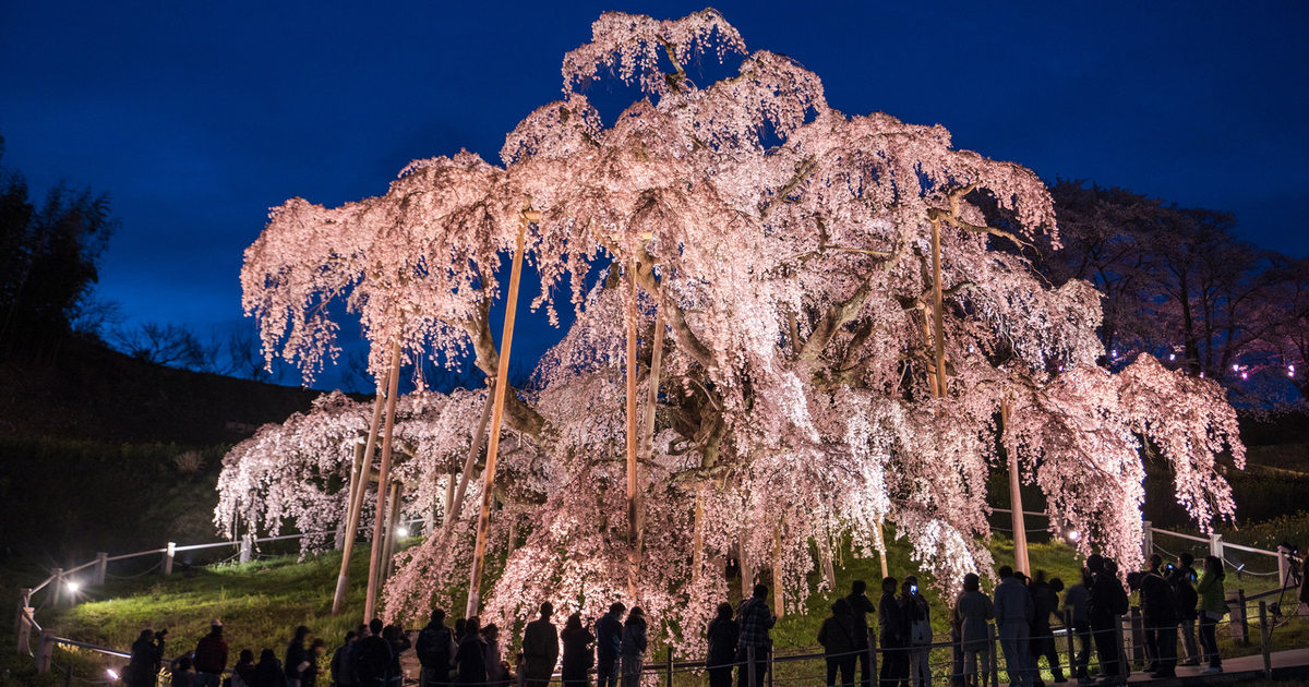 Miharu Takizakura (Weeping Cherry Tree) | Sightseeing spots in ...