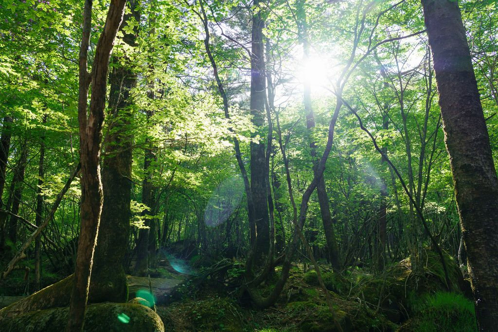 POLA美术馆（箱根） | 神奈川县的旅游景点 | Sparkle Travel