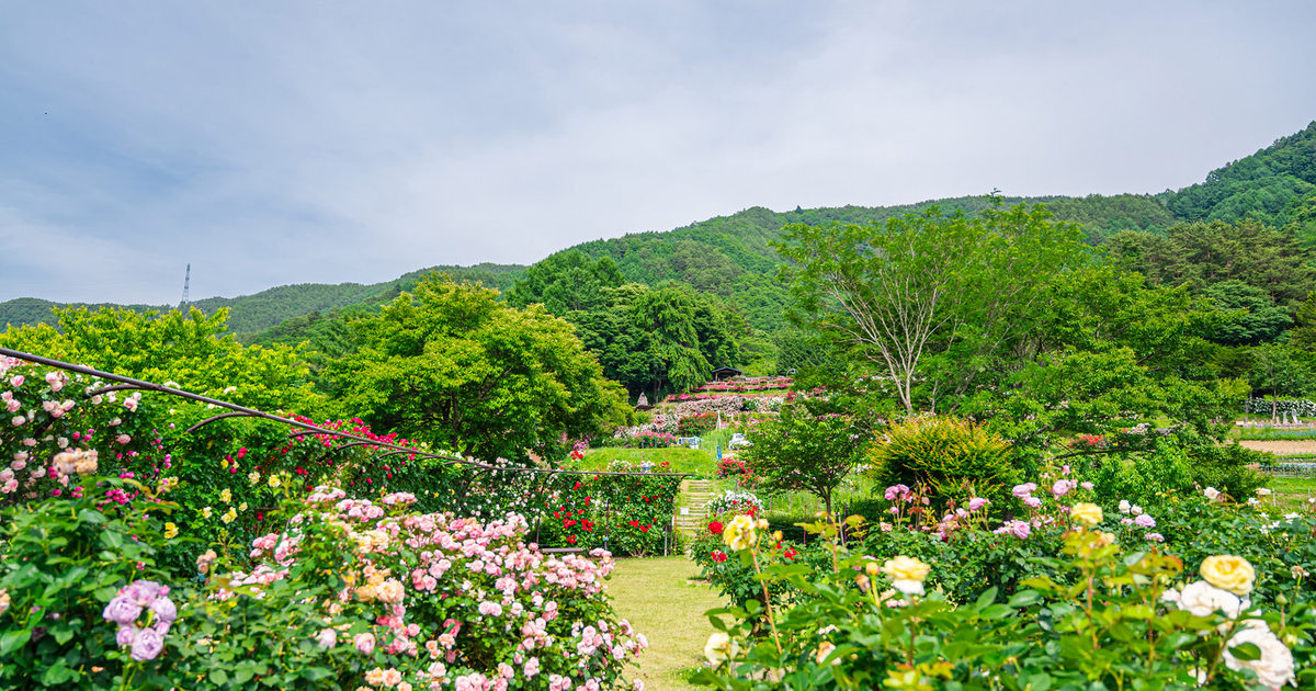 Takato Shinwa-no-Oka Rose Garden | Sightseeing spots in Nagano ...