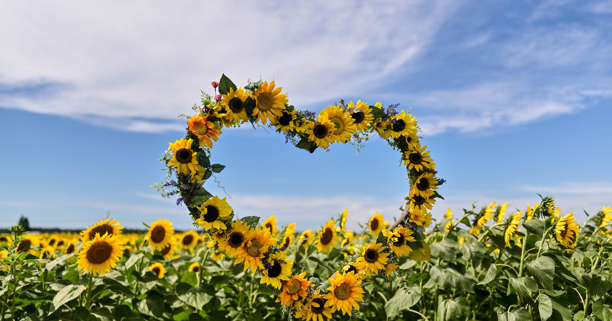 Kahokugata Reclamation Sunflower Village | Sightseeing spots in ...