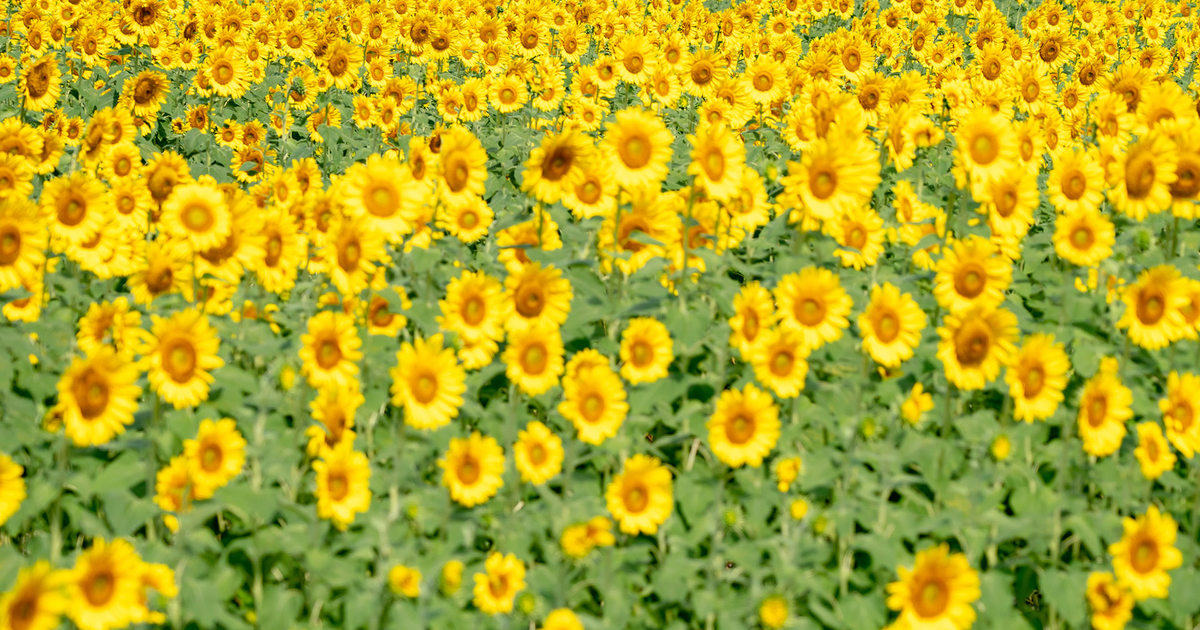 Wakasa Obama's En's Sunflower Field | Sightseeing spots in Fukui ...