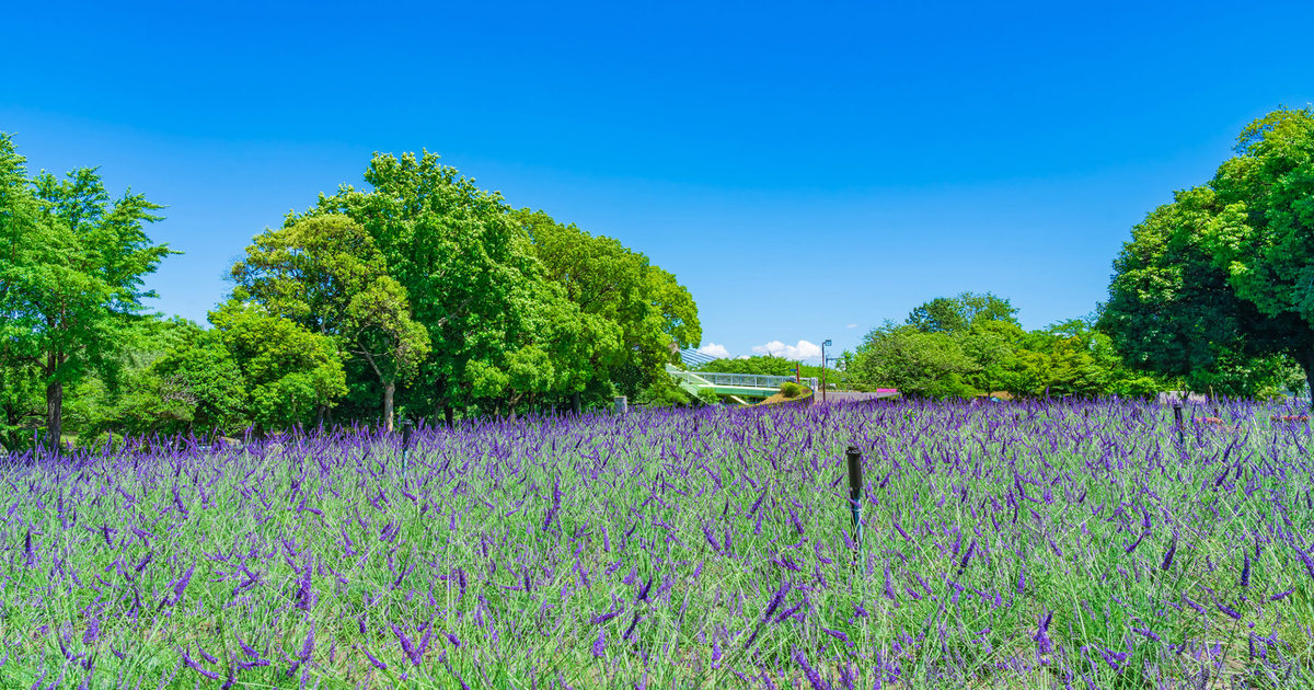 Arako River Park | Sightseeing spots in Aichi | Sparkle Travel